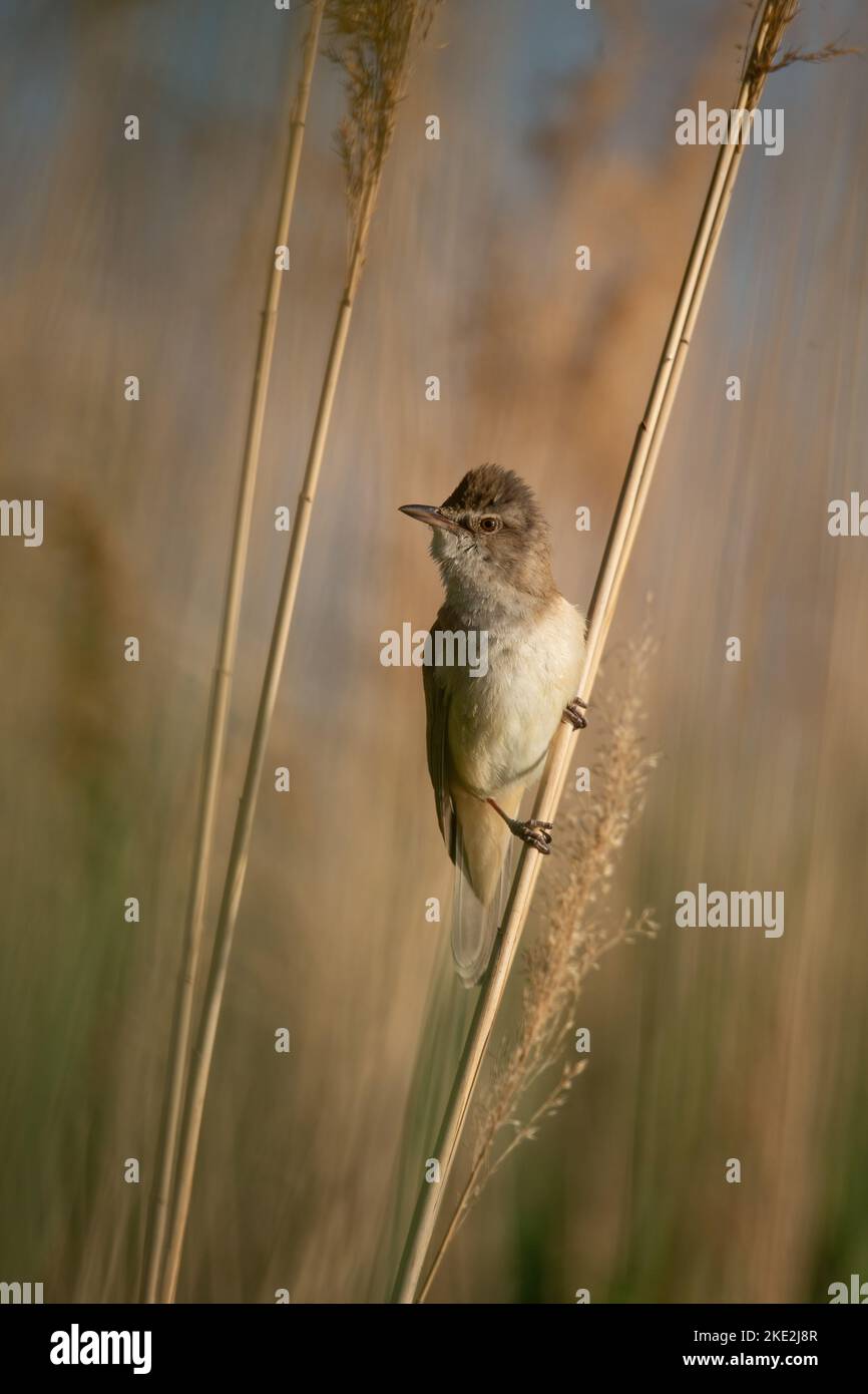 Great reed warbler acrocephalus arundinaceus to reed stem hi-res stock ...