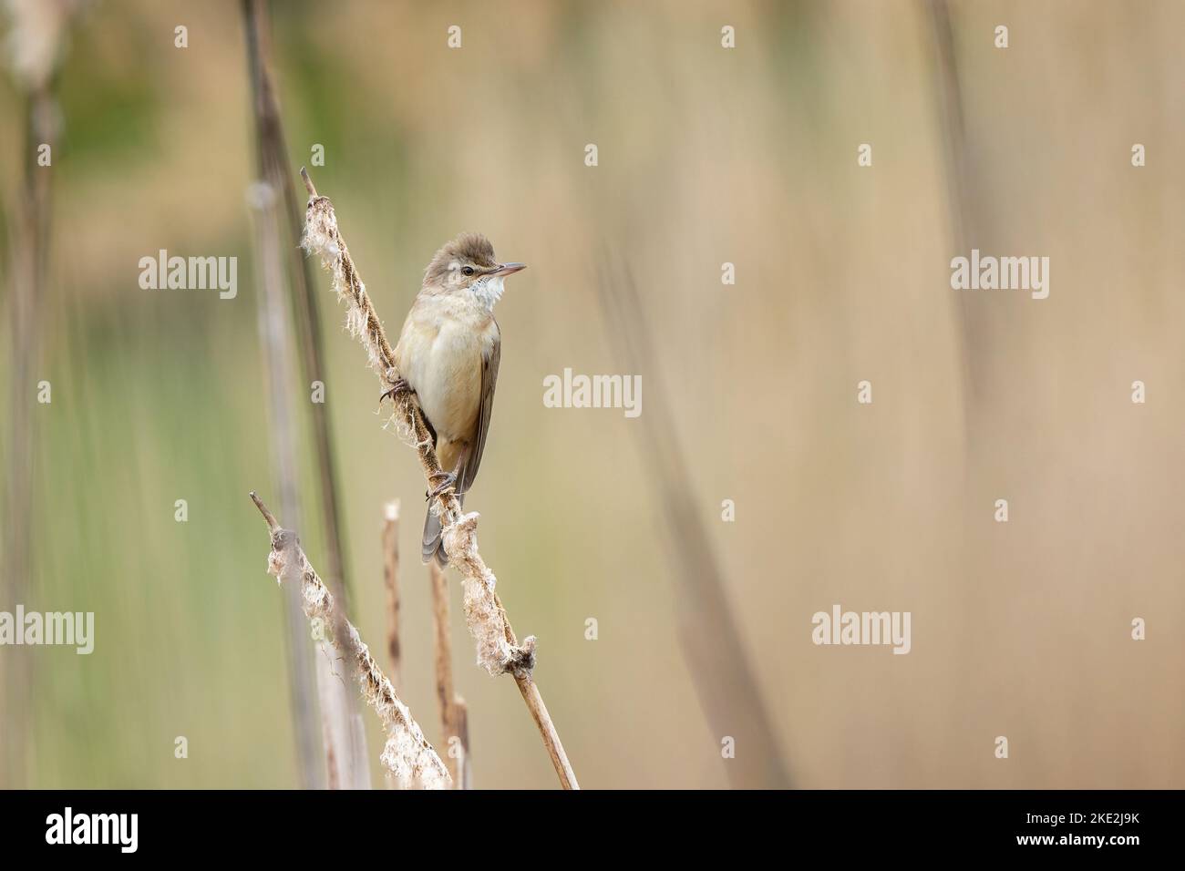 Great reed warbler acrocephalus arundinaceus to reed stem hi-res stock ...