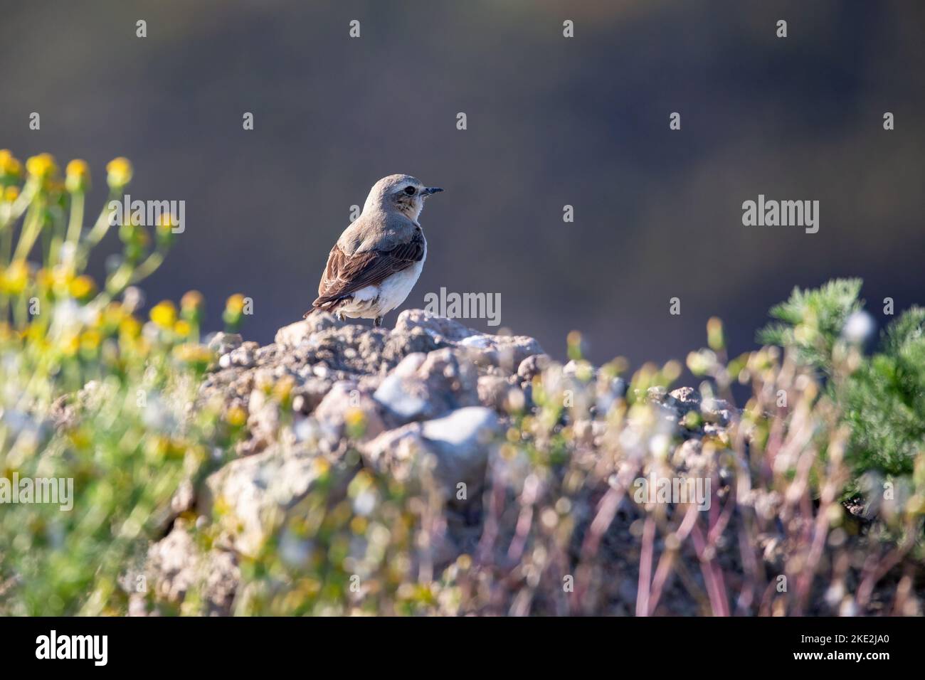 Adult greenland wheatear hi-res stock photography and images - Alamy
