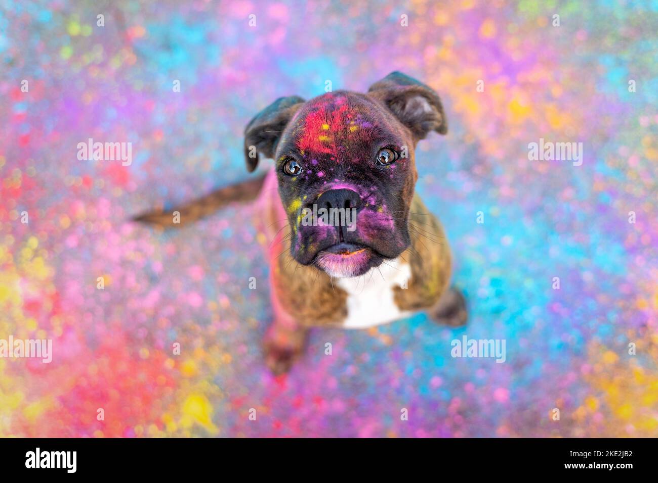 German Boxer Puppy Stock Photo - Alamy