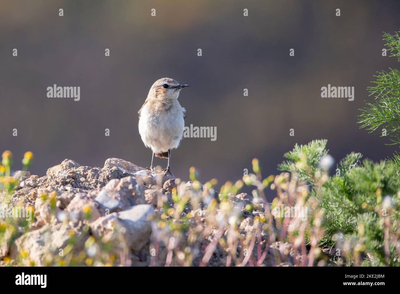 Eurasian wheatear hi-res stock photography and images - Alamy