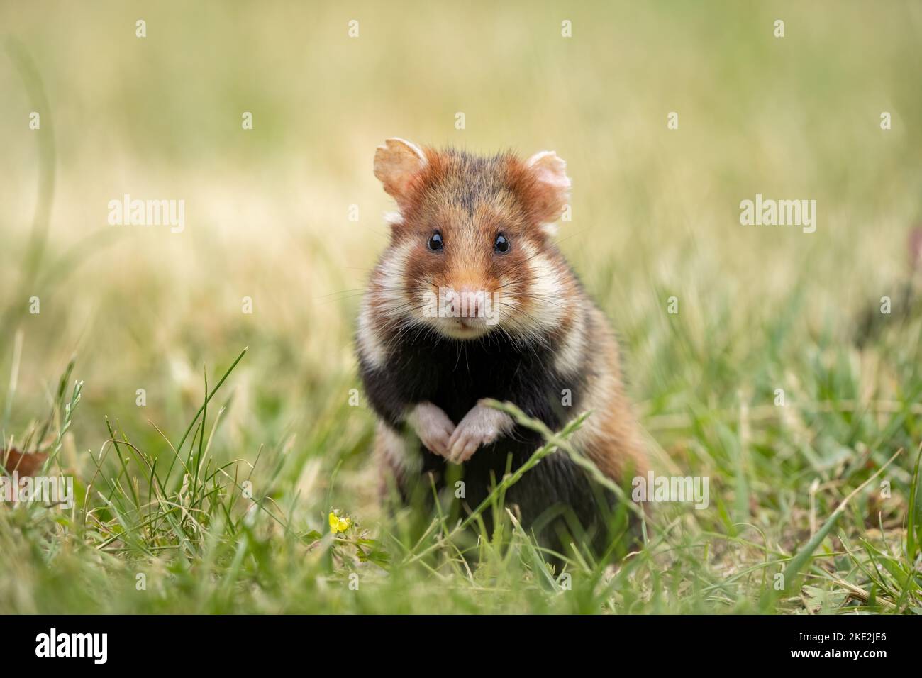 black-bellied hamster on meadow Stock Photo - Alamy