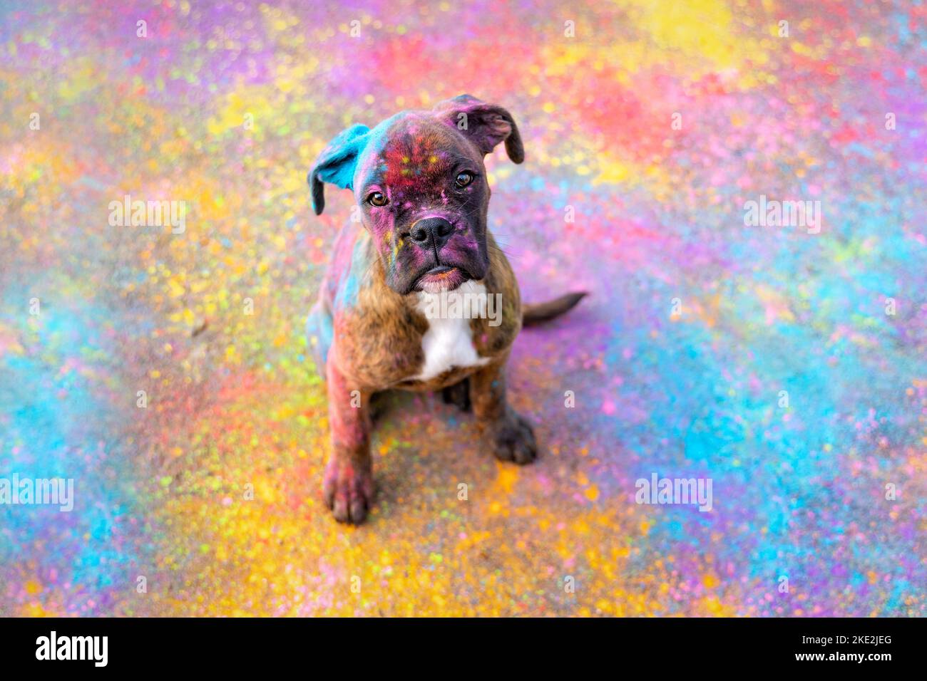 German Boxer Puppy Stock Photo - Alamy
