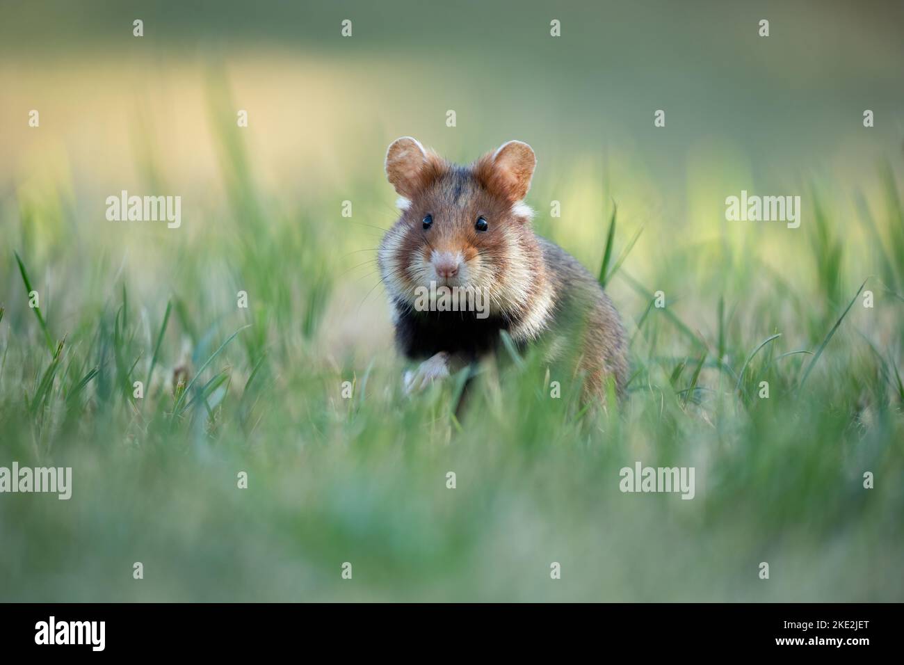 black-bellied hamster on meadow Stock Photo - Alamy