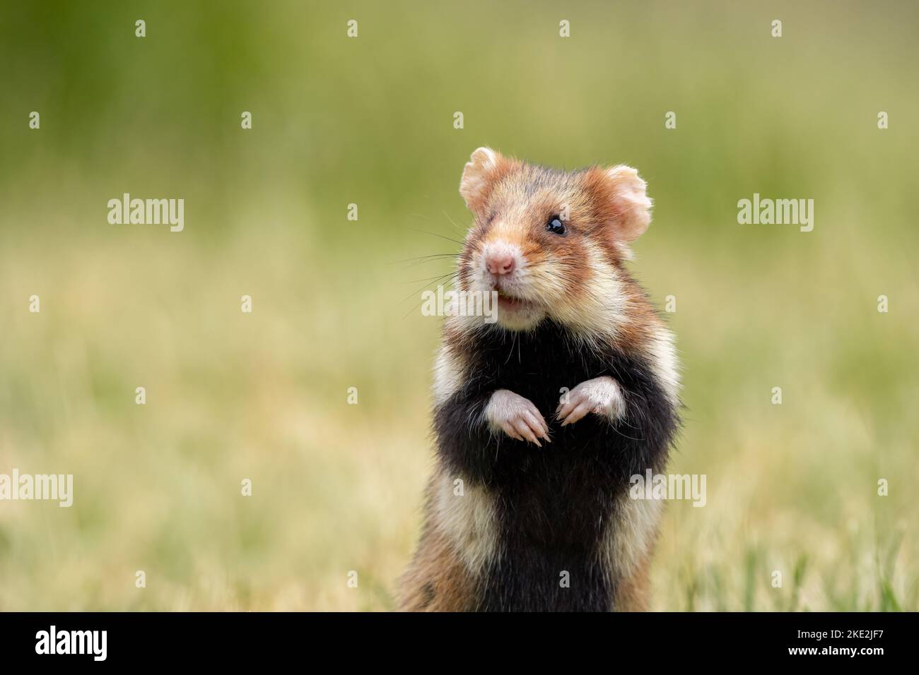 black-bellied hamster on meadow Stock Photo - Alamy