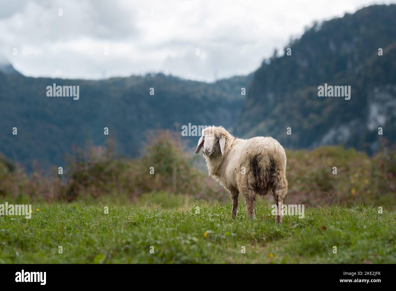 Sheep backside hi-res stock photography and images - Alamy