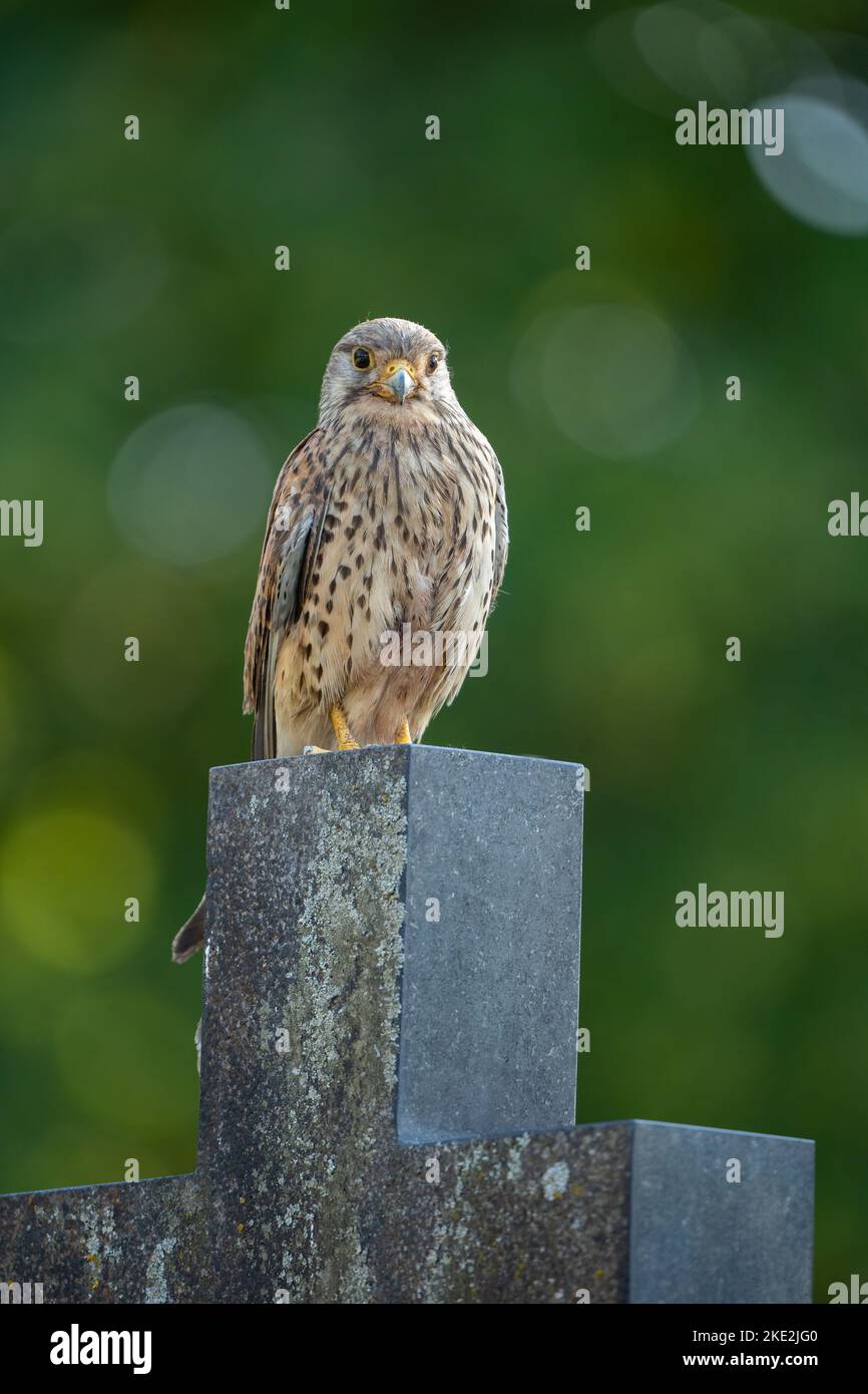 Kestrel on grave hi-res stock photography and images - Alamy