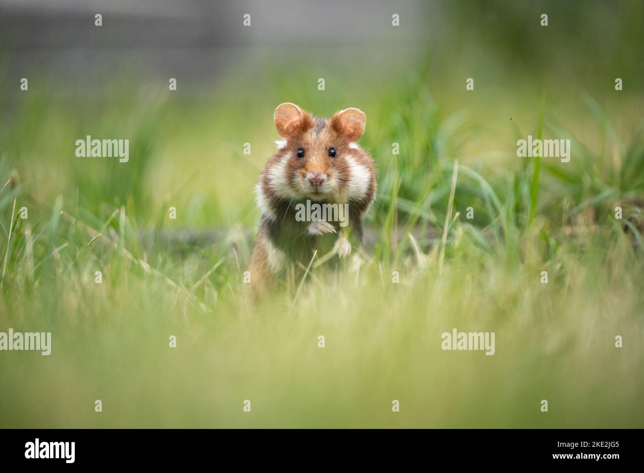 black-bellied hamster on meadow Stock Photo - Alamy