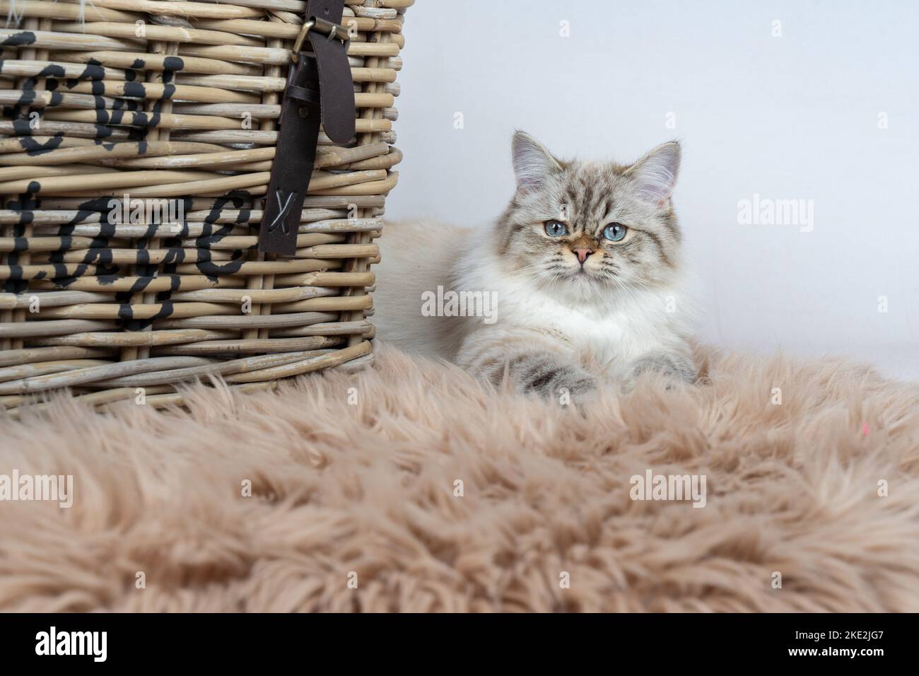 Sacred-Birman-Cross at studio Stock Photo - Alamy