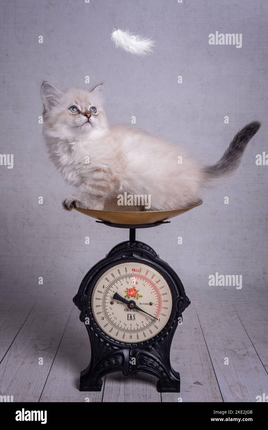 Sacred birman cross hi-res stock photography and images - Alamy