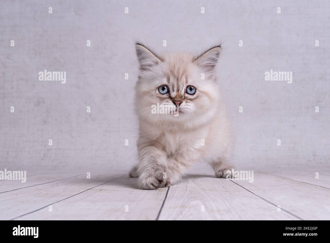 Sacred birman cross hi-res stock photography and images - Alamy