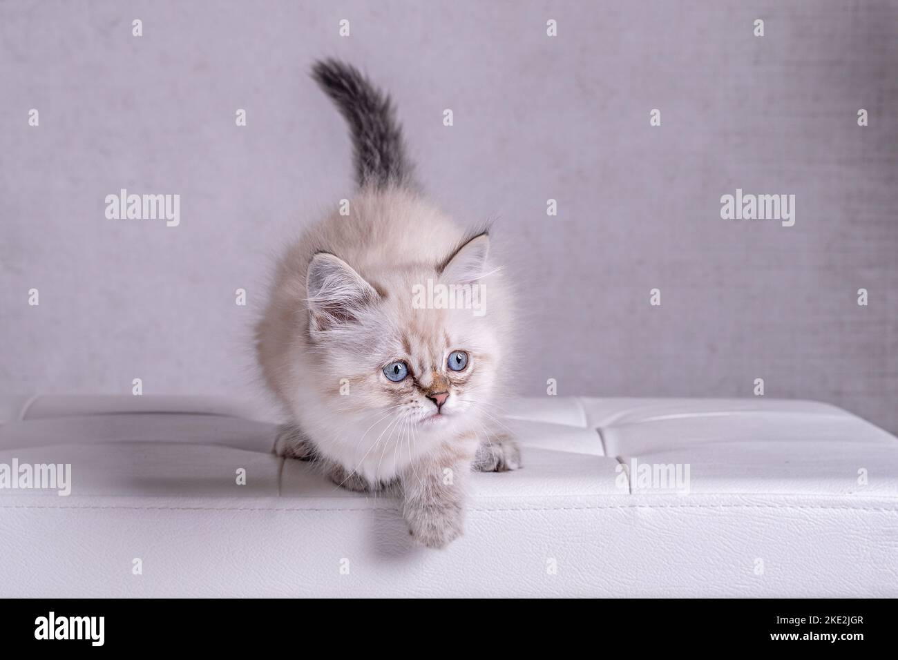 Sacred birman cross hi-res stock photography and images - Alamy