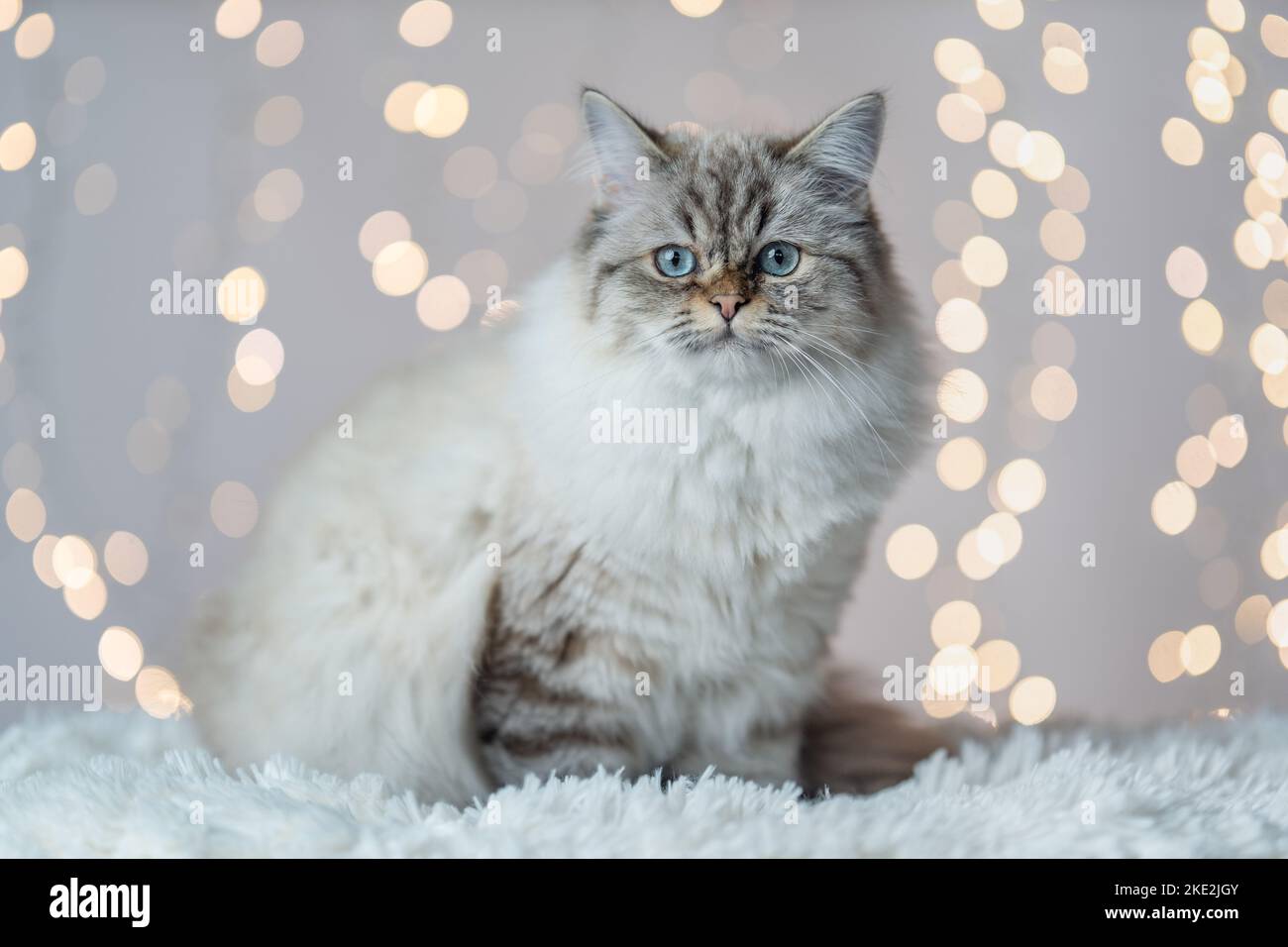 Sacred covering hi-res stock photography and images - Alamy