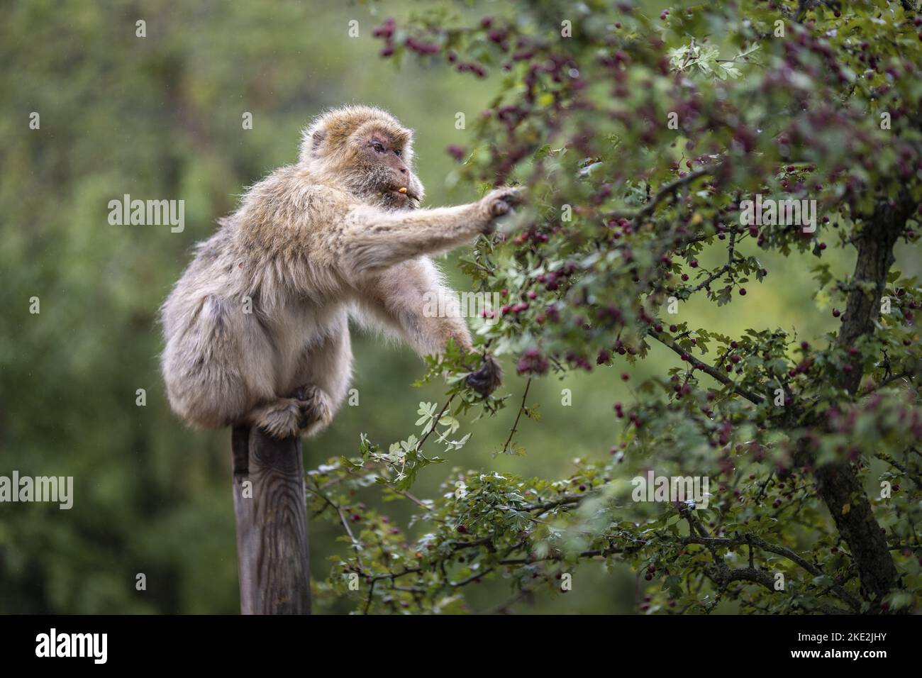 Monkey side profile eating hi-res stock photography and images - Alamy