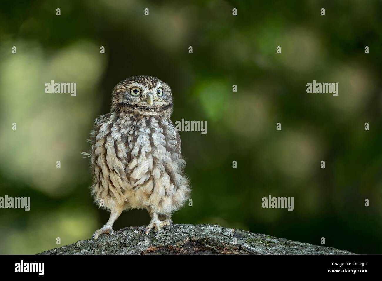 Landscape format little owl hi-res stock photography and images - Alamy