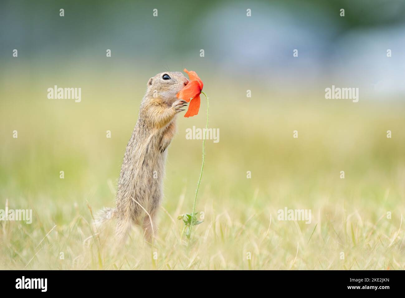 Gopher with poppy Stock Photo - Alamy
