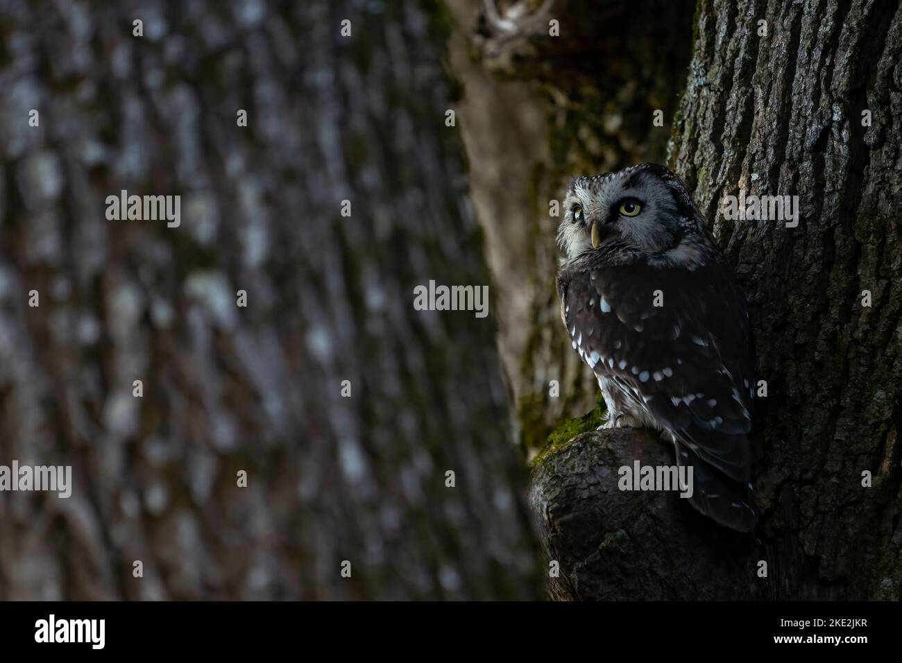 Rear view of owl hi-res stock photography and images - Alamy