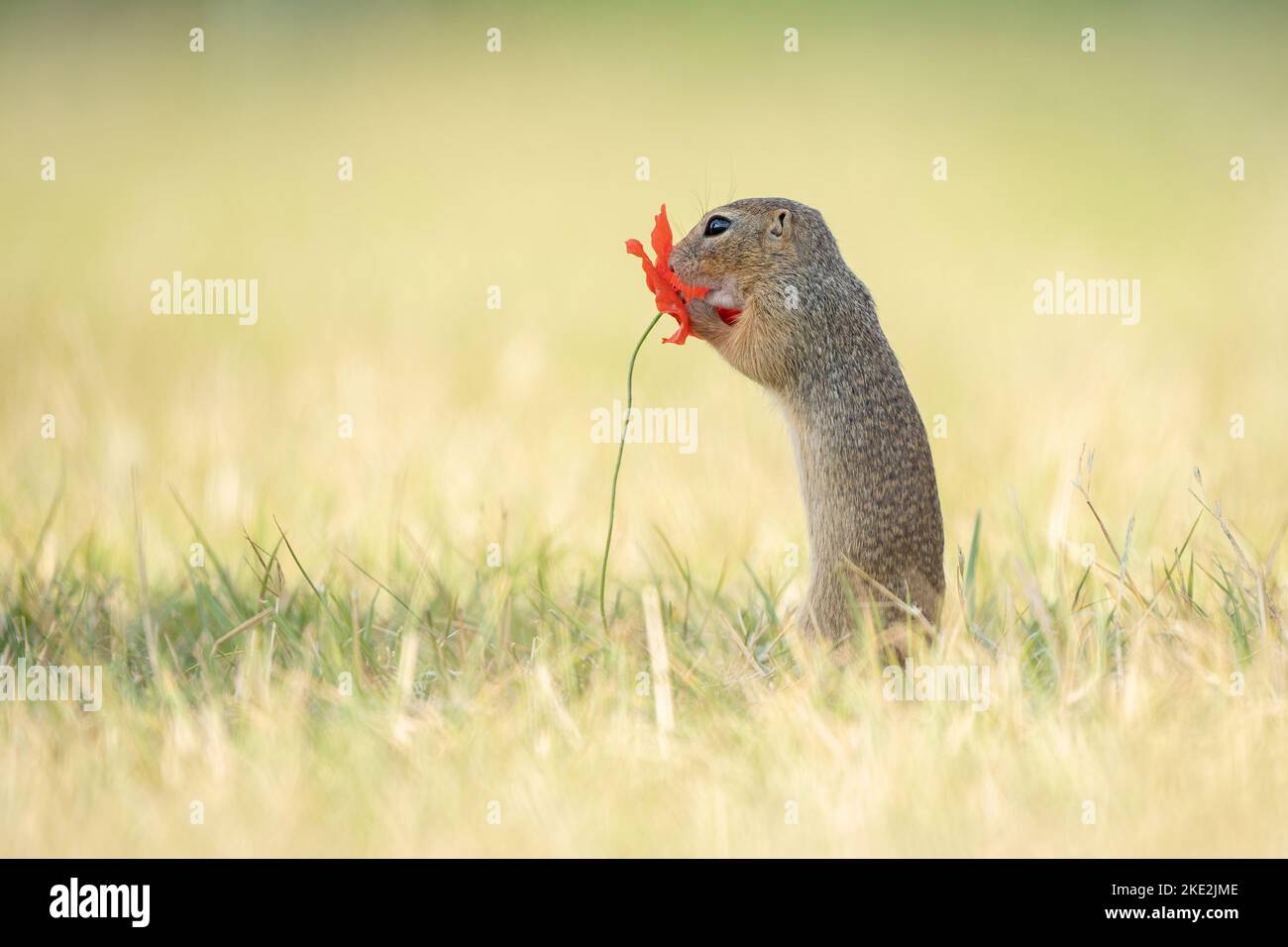 Gopher with poppy Stock Photo - Alamy