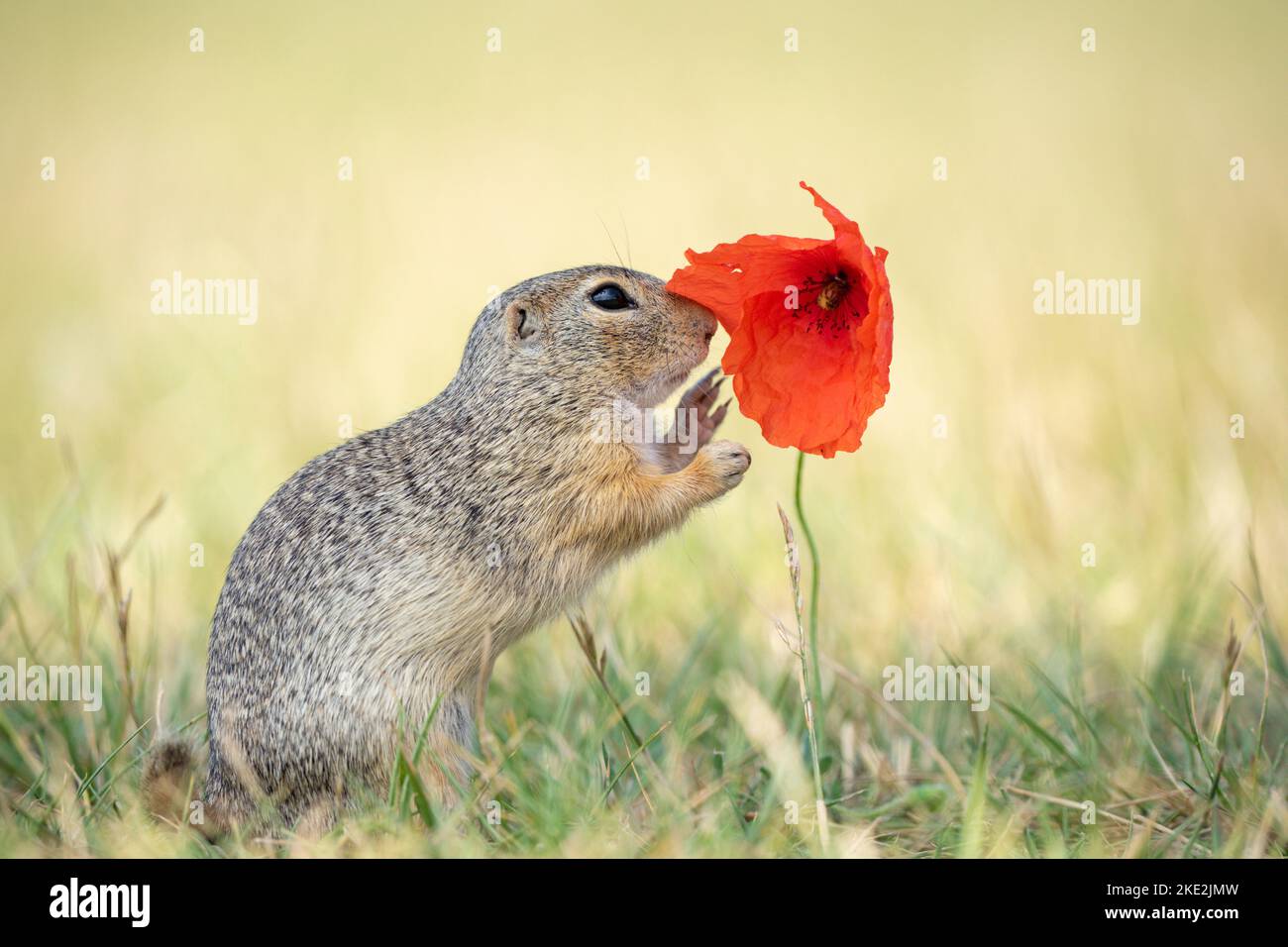 Gopher with poppy Stock Photo - Alamy
