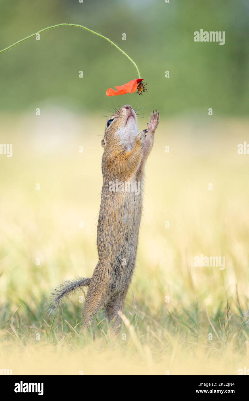 Gopher with poppy Stock Photo - Alamy