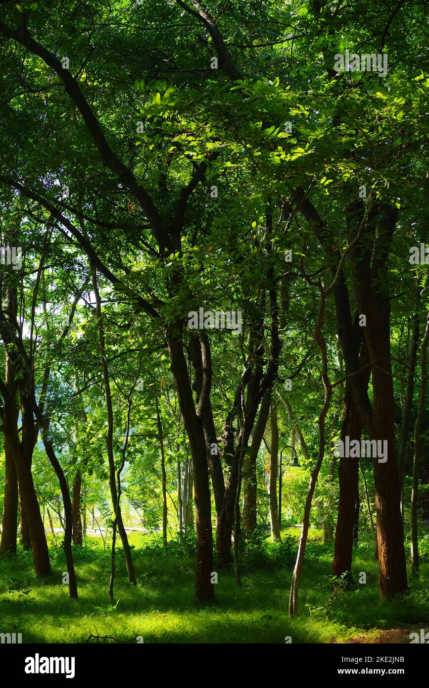The green color of trees and grass in sunlight Stock Photo - Alamy
