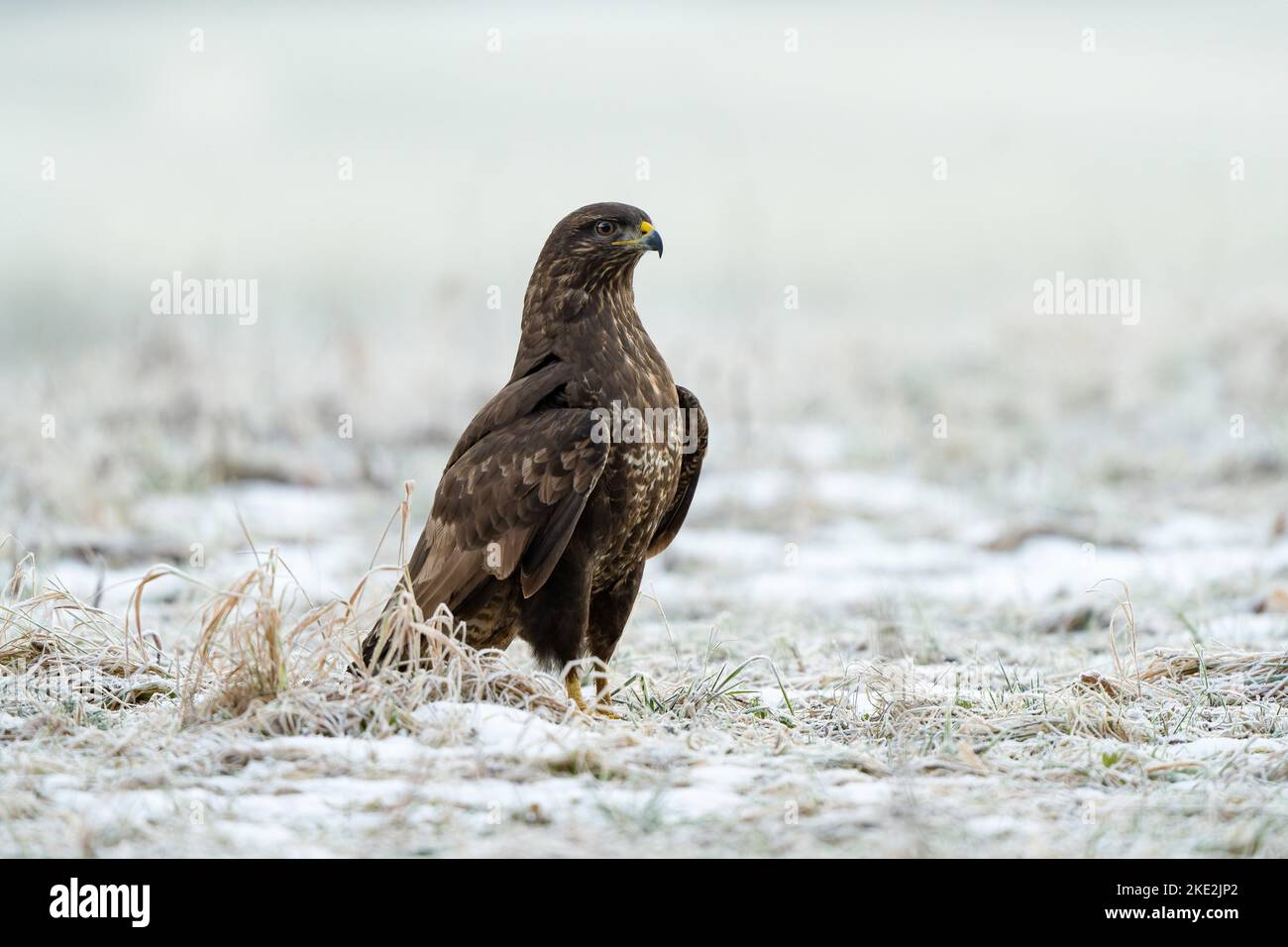 Frosty buzzard hi-res stock photography and images - Alamy