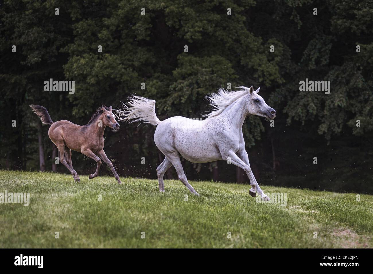 Purebred arabian foal galloping hi-res stock photography and images - Alamy