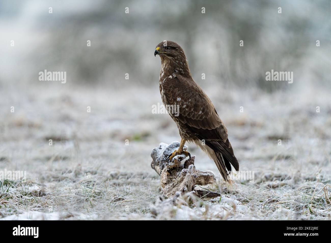 Frosty buzzard hi-res stock photography and images - Alamy