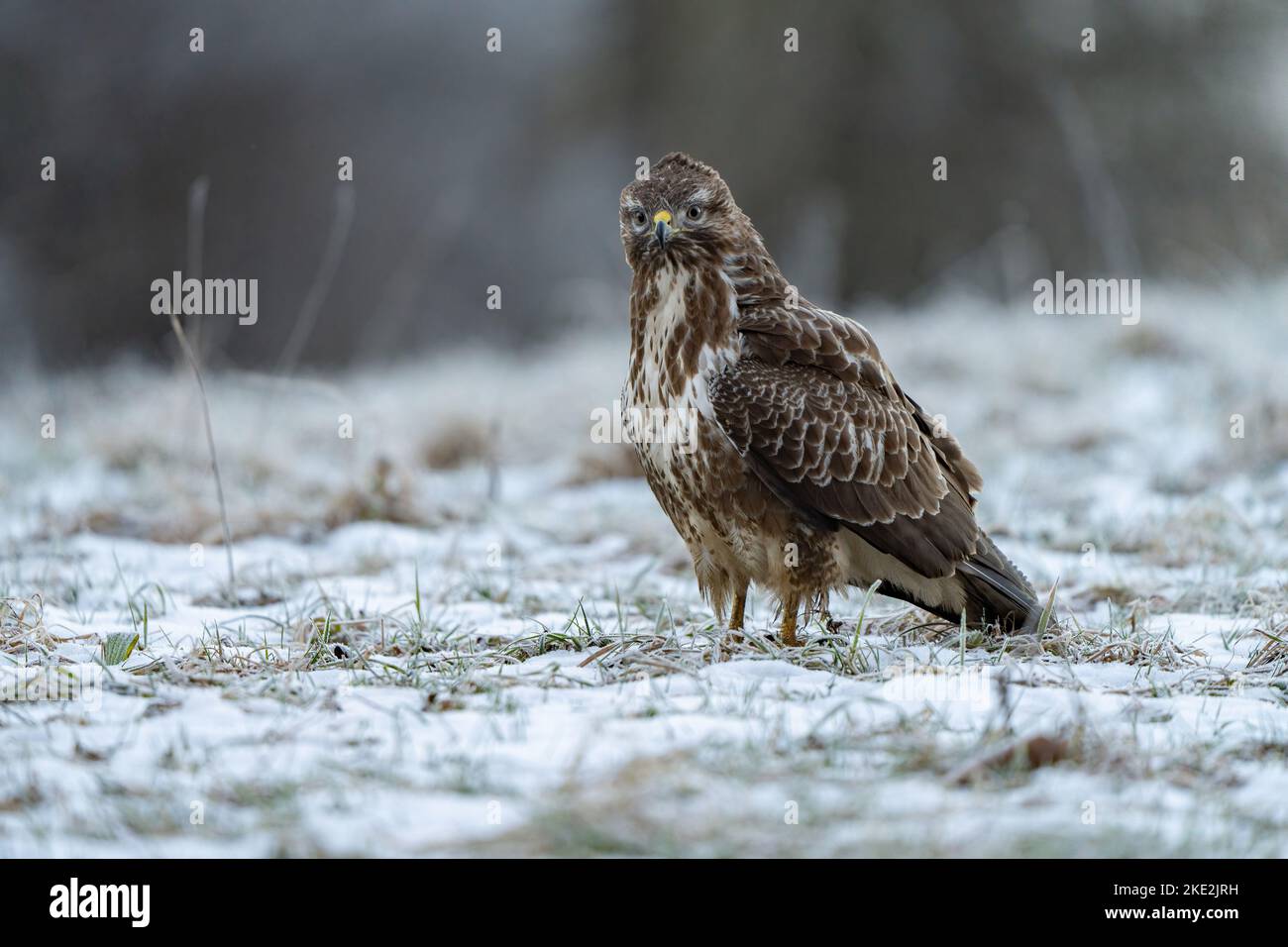 Frosty buzzard hi-res stock photography and images - Alamy