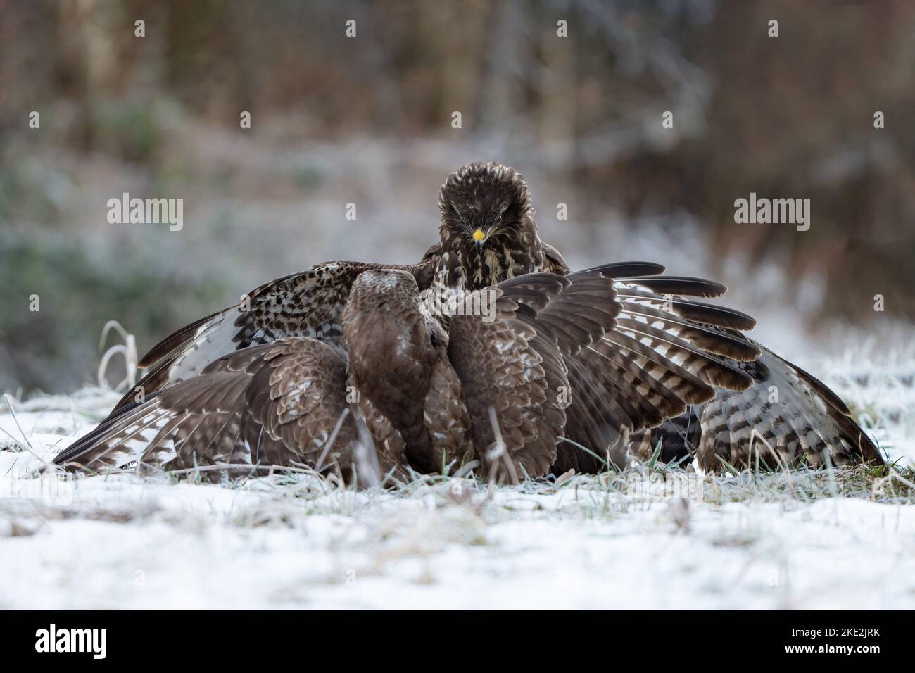 Frosty buzzard hi-res stock photography and images - Alamy