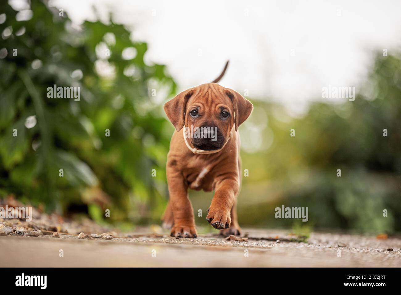 Rhodesian Ridgeback Puppy Stock Photo - Alamy