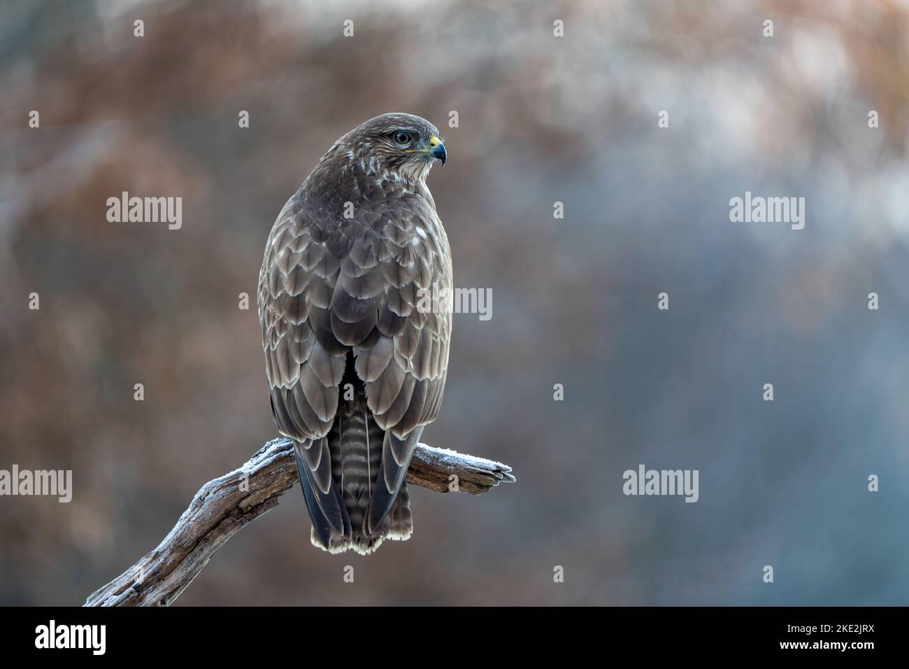 Frosty buzzard hi-res stock photography and images - Alamy