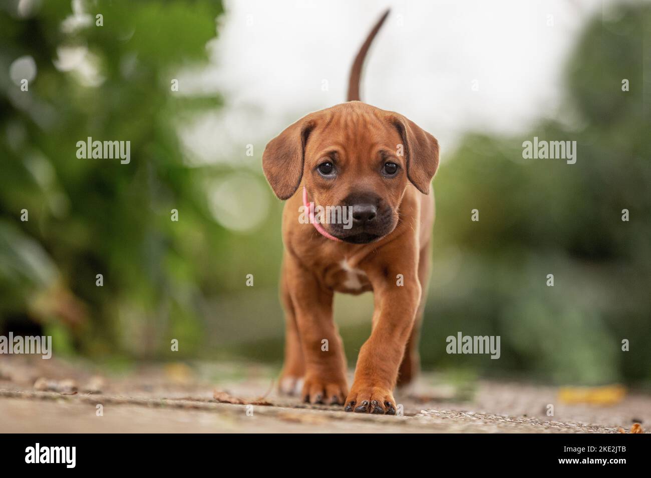 Rhodesian Ridgeback Puppy Stock Photo - Alamy
