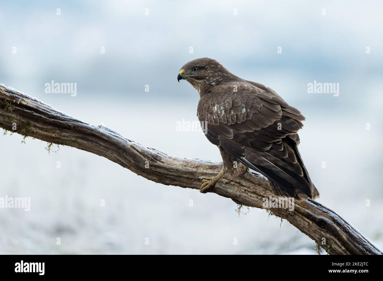 Frosty buzzard hi-res stock photography and images - Alamy