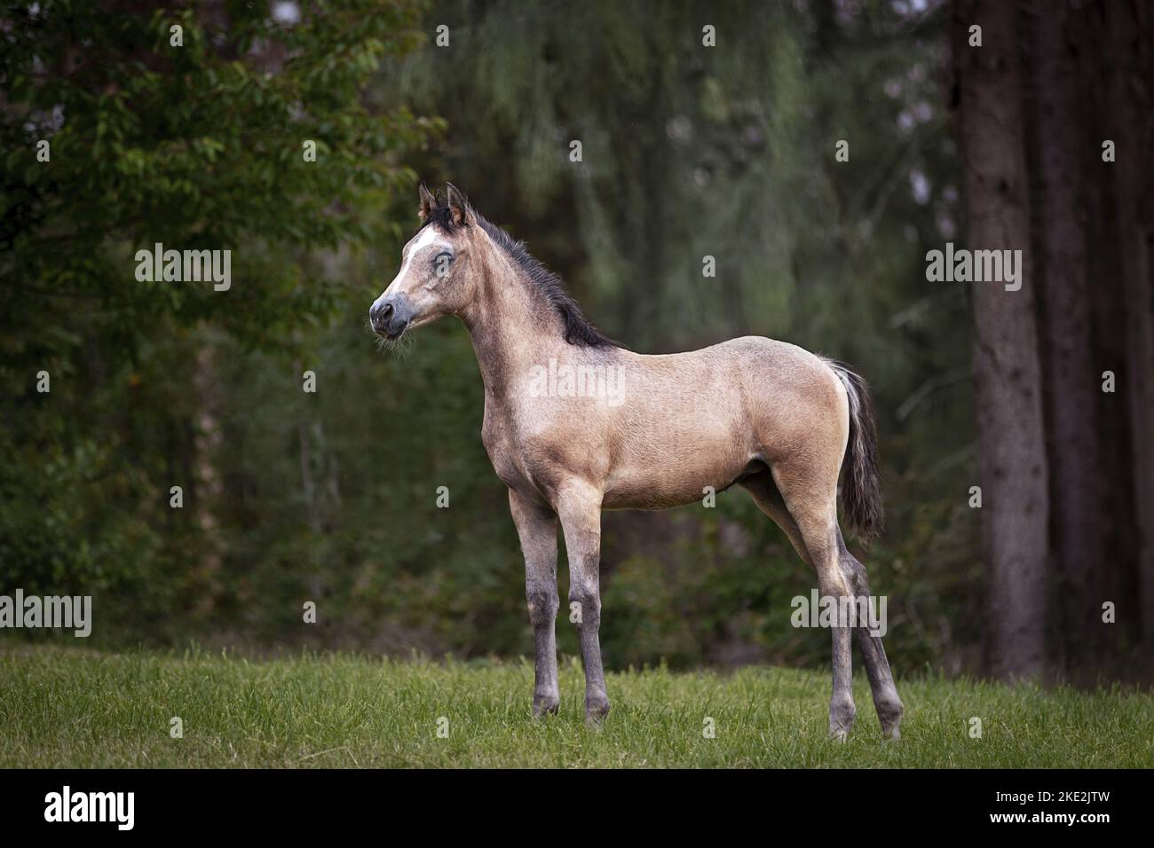 arabian horse foal Stock Photo - Alamy