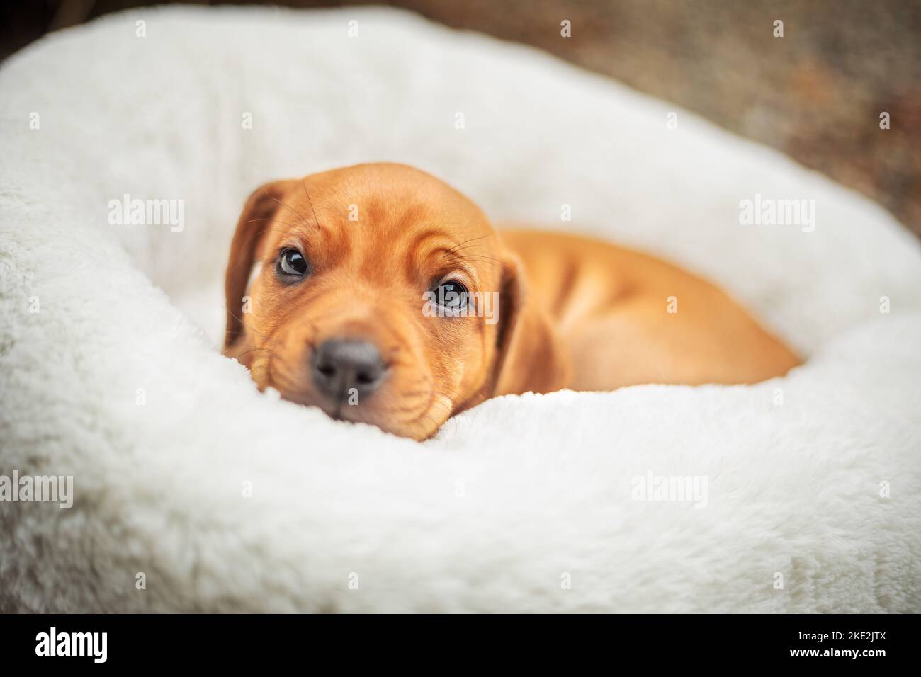 Rhodesian Ridgeback Puppy Stock Photo - Alamy