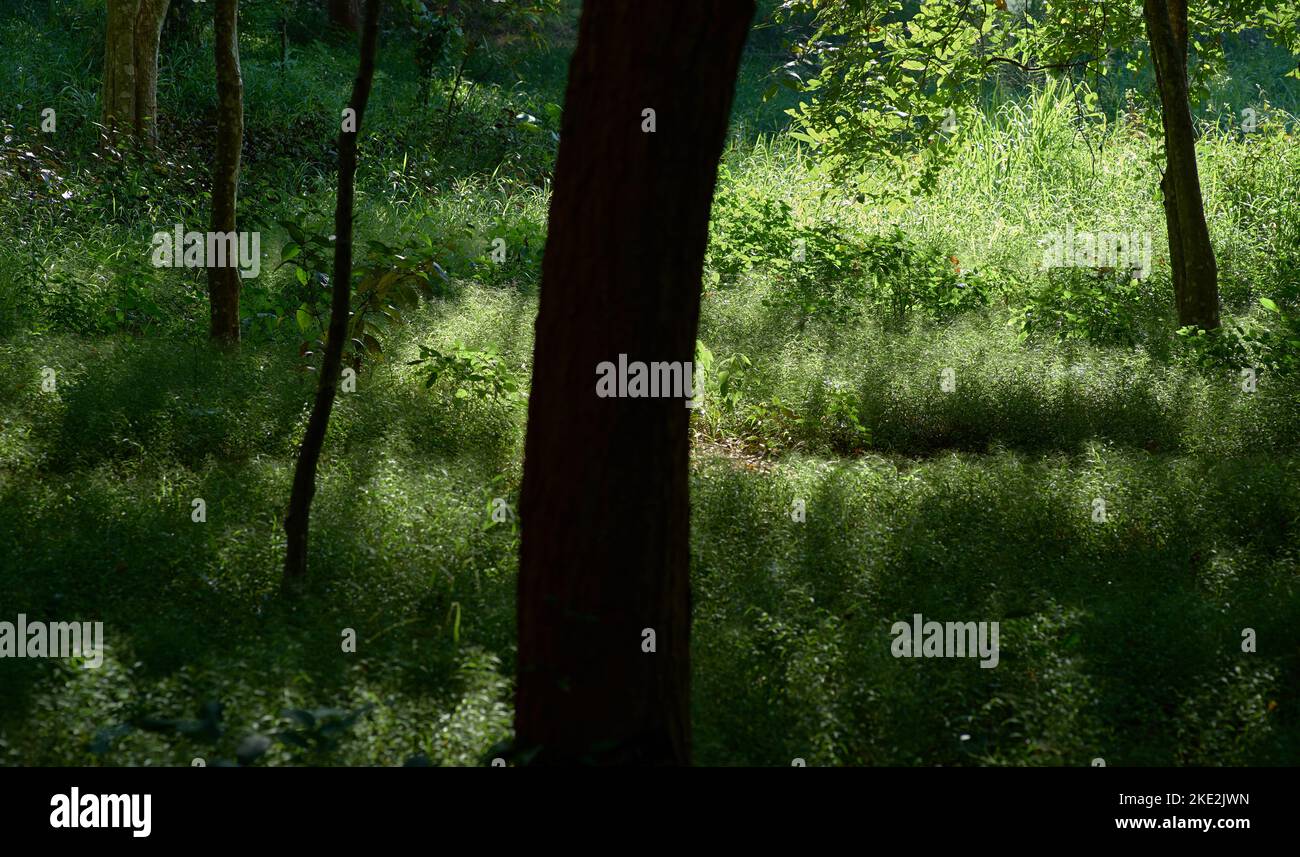 The green color of trees and grass in sunlight Stock Photo - Alamy