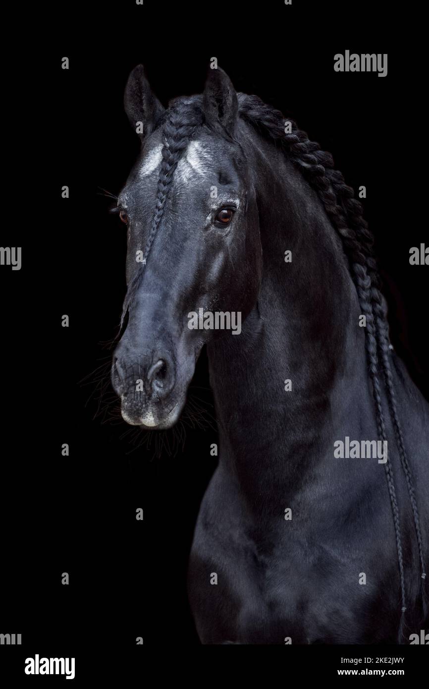 Black friesian baroque horse stallion hi-res stock photography and ...