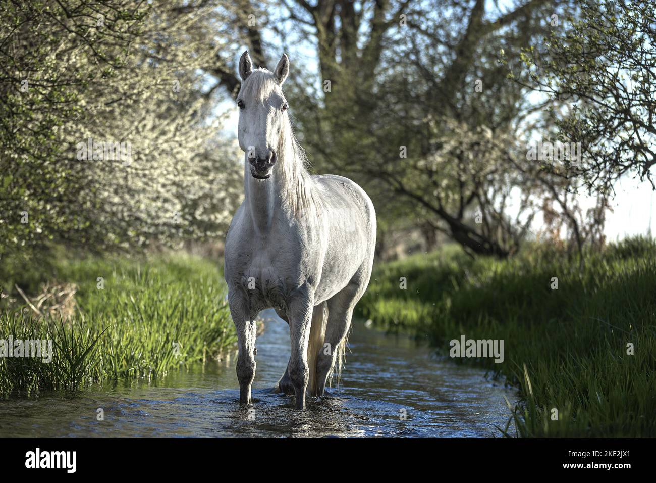 Purebred connemara horse hi-res stock photography and images - Alamy
