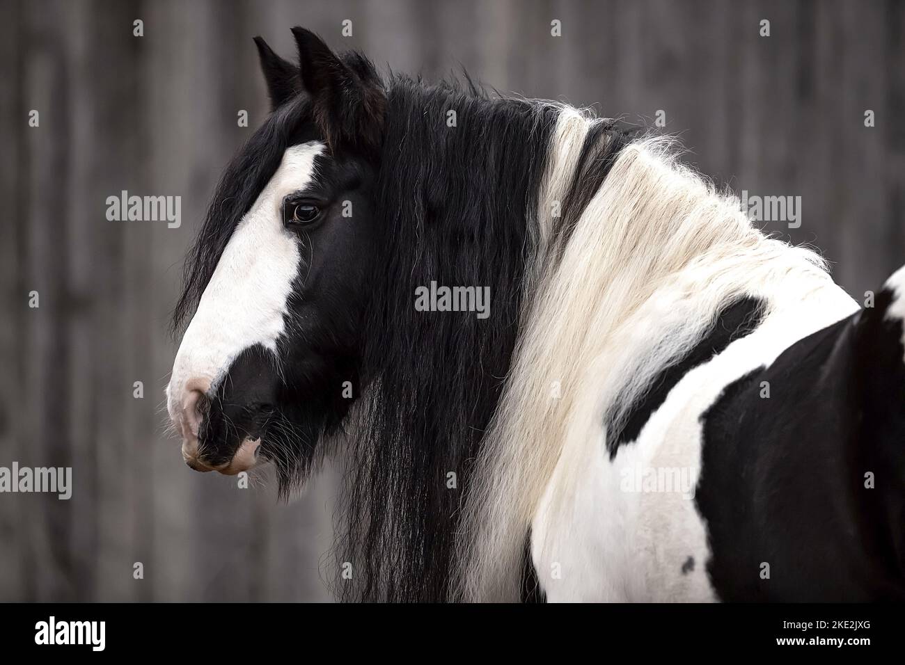 Irish Tinker Portrait Stock Photo - Alamy