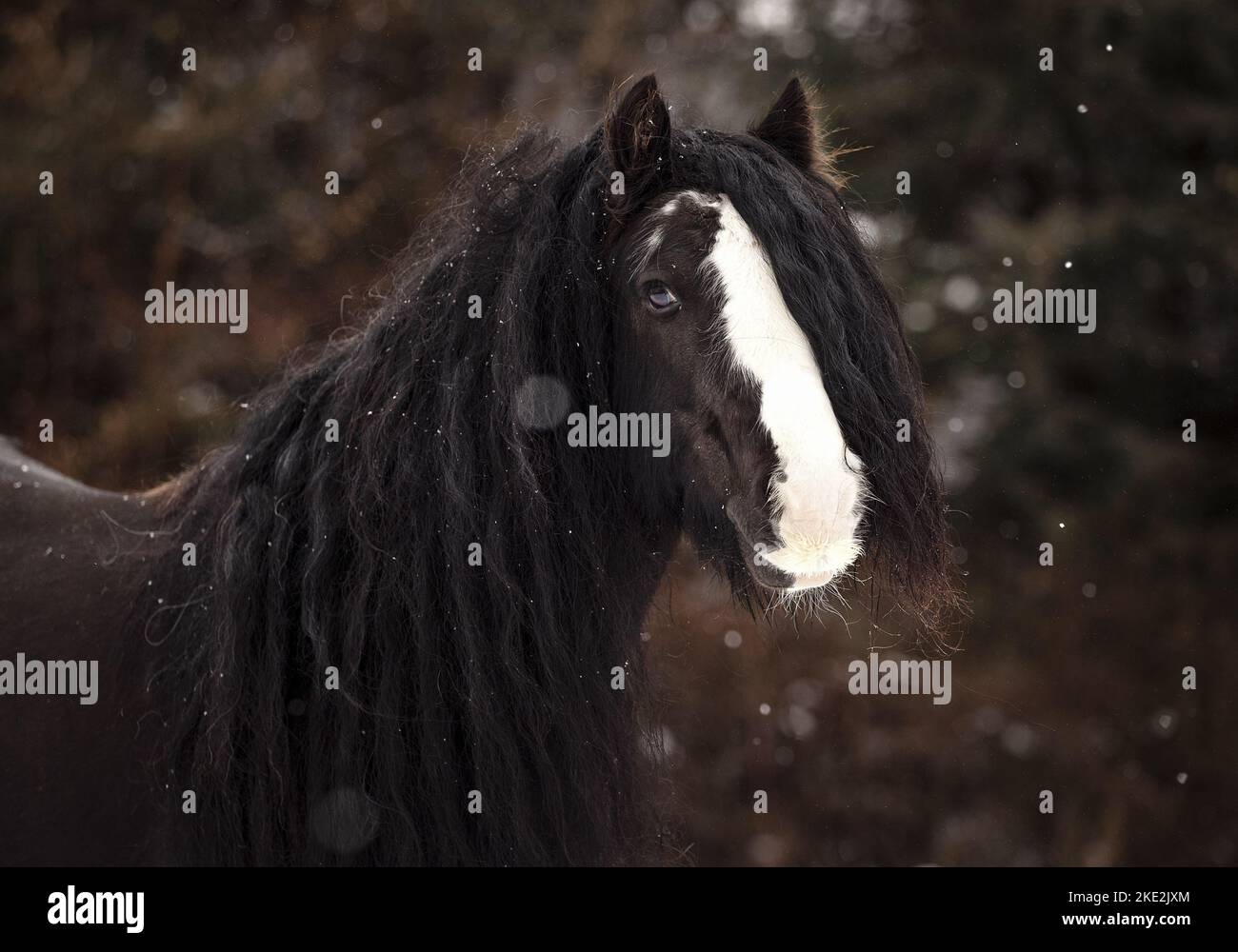 Mini Irish Tinker Portrait Stock Photo - Alamy