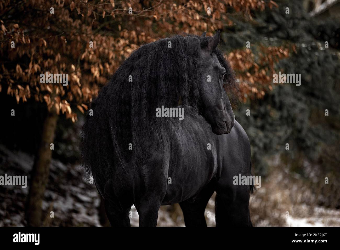 Black friesian baroque horse stallion hi-res stock photography and ...