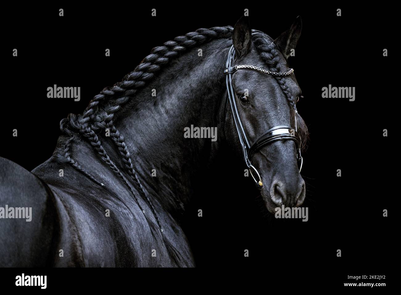 Bridled stallion hi-res stock photography and images - Alamy