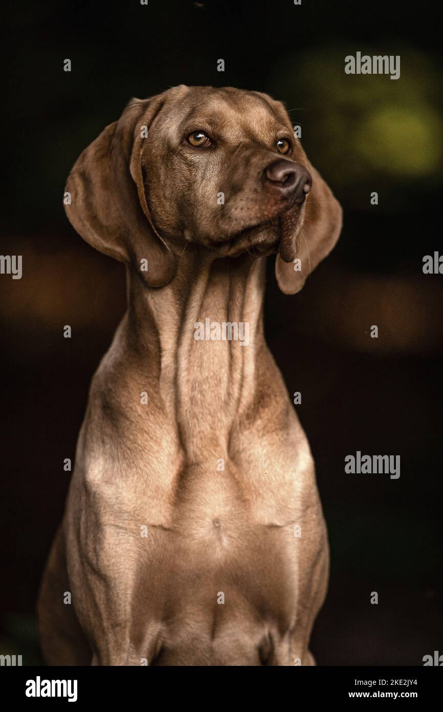 male Magyar Vizsla Stock Photo - Alamy