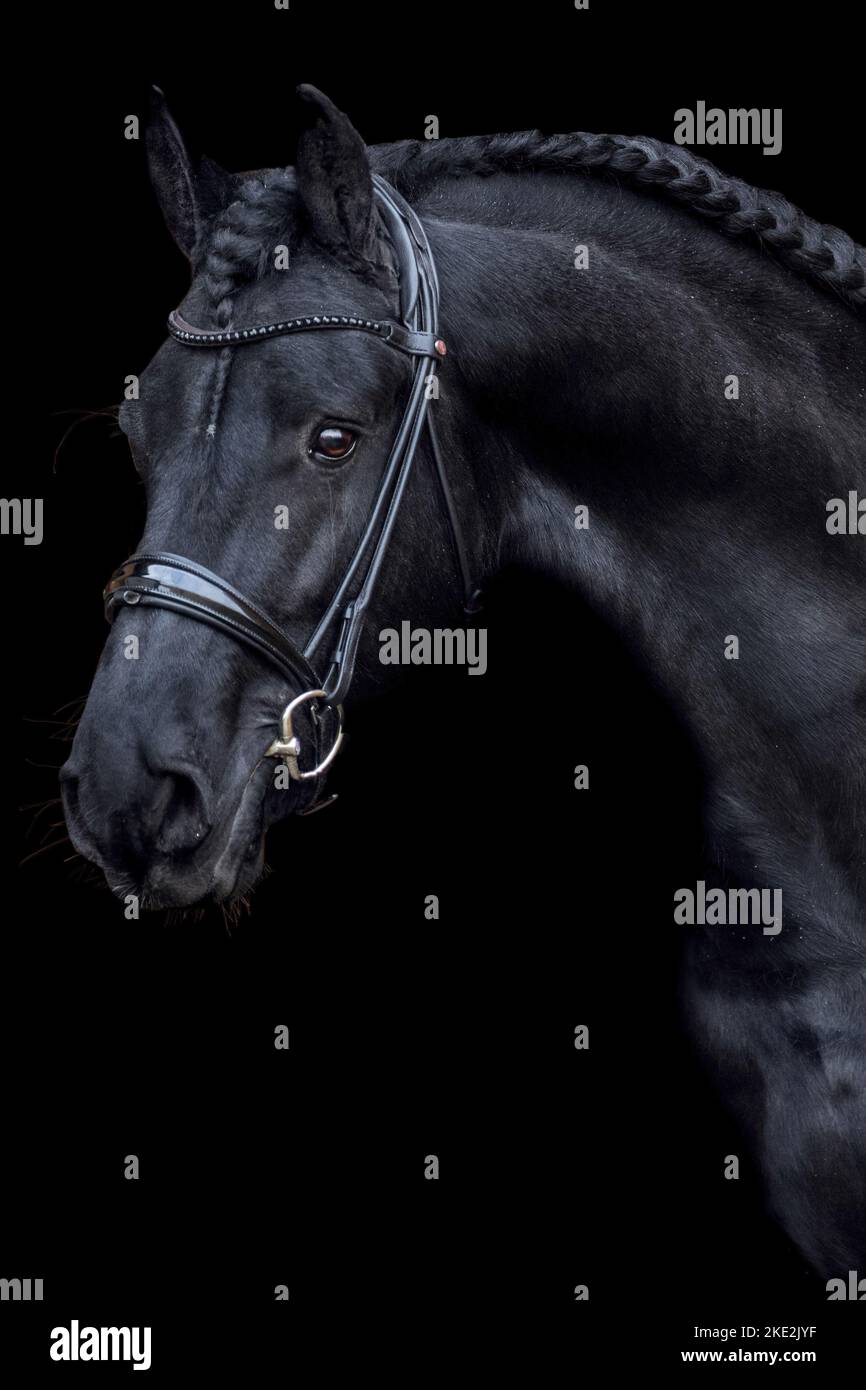 Bridled stallion hi-res stock photography and images - Alamy