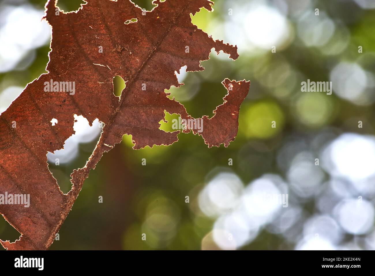 Pest bite mark on the leaf Stock Photo - Alamy