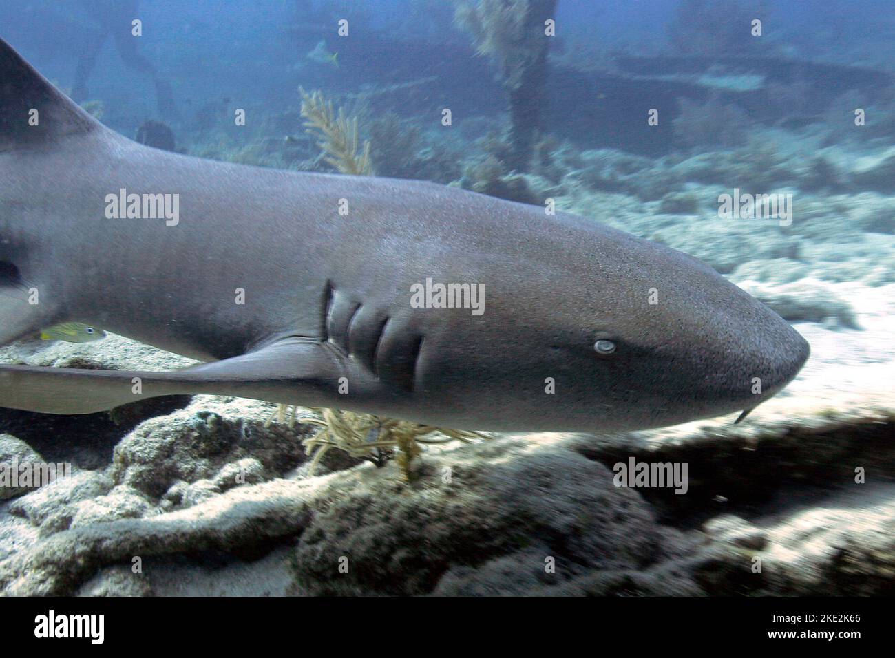 Florida reef shark hi-res stock photography and images - Alamy