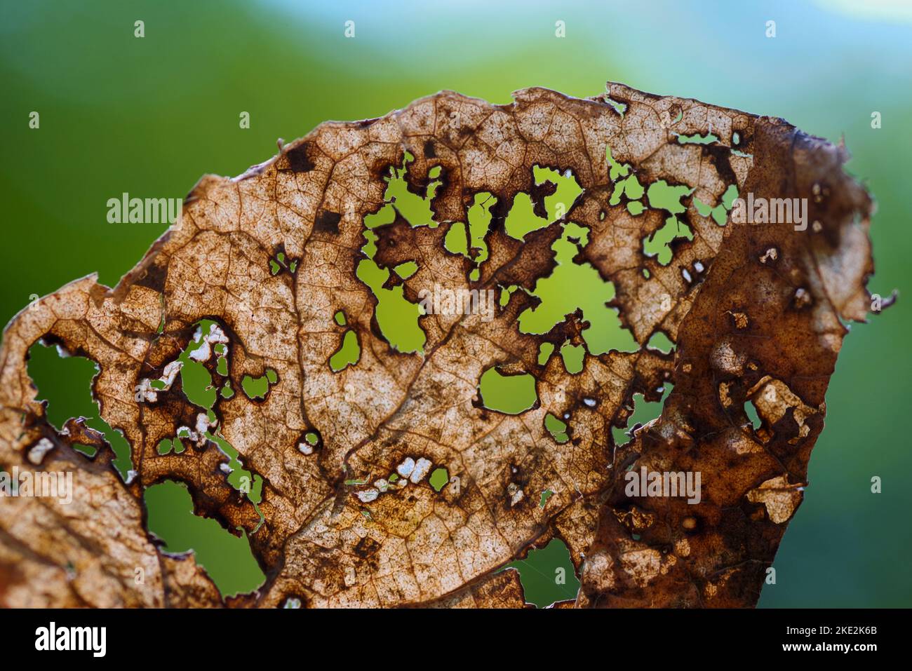 Pest bite mark on the leaf Stock Photo - Alamy