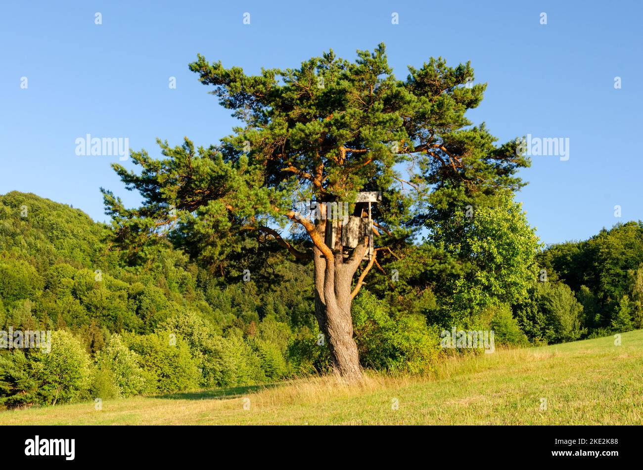 A Bunker hideout on a tree. Natural camouflage is the most leisurely ...