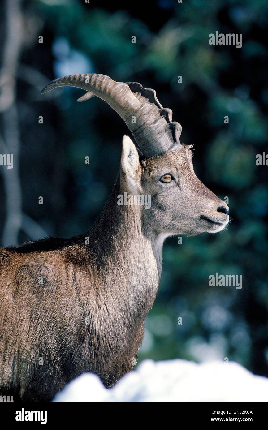 Ibex with horns hi-res stock photography and images - Alamy